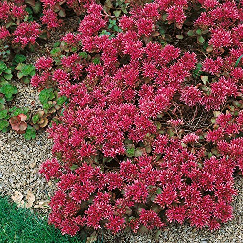 Outsidepride Perennial Sedum Summer Glory Heat & Drought Tolerant, Succulent, Stonecrop Ground Cover Plants - 1000 Seeds