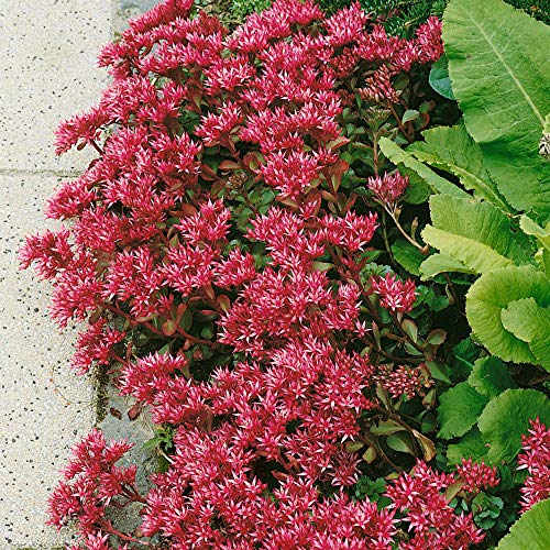 Outsidepride Perennial Sedum Summer Glory Heat & Drought Tolerant, Succulent, Stonecrop Ground Cover Plants - 1000 Seeds