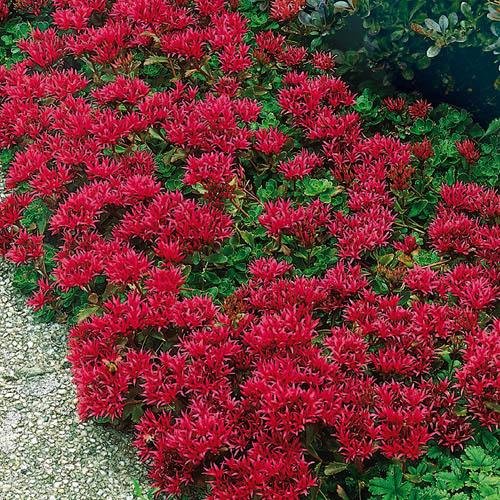 Outsidepride Perennial Sedum Summer Glory Heat & Drought Tolerant, Succulent, Stonecrop Ground Cover Plants - 1000 Seeds