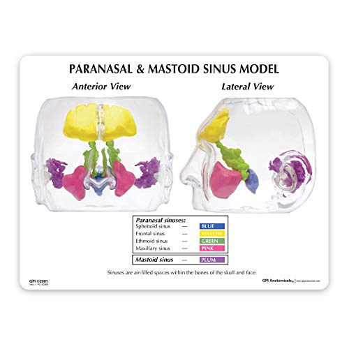 GPI Anatomicals - Clear Sinus Model | Human Body Anatomy Replica of Sinus Cavities for Doctors Office Educational Tool