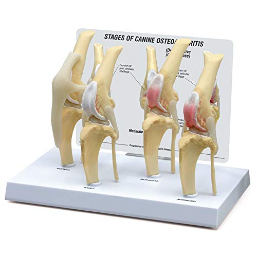 GPI Anatomicals - 4-Stage Canine Knee Model Set, Degenerative Joint Disease Models for Canine Anatomy and Physiology Education, Anatomy Model for Veterinarian’s Offices, Medical Study Supplies