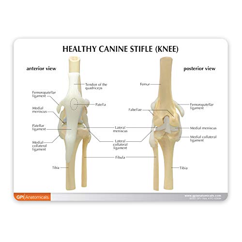 GPI Anatomicals - 4-Stage Canine Knee Model Set, Degenerative Joint Disease Models for Canine Anatomy and Physiology Education, Anatomy Model for Veterinarian’s Offices, Medical Study Supplies