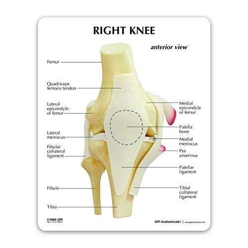 GPI Anatomicals Knee Joint Model | Human Body Anatomy Replica of Normal Knee Joint for Doctors Office Educational Tool