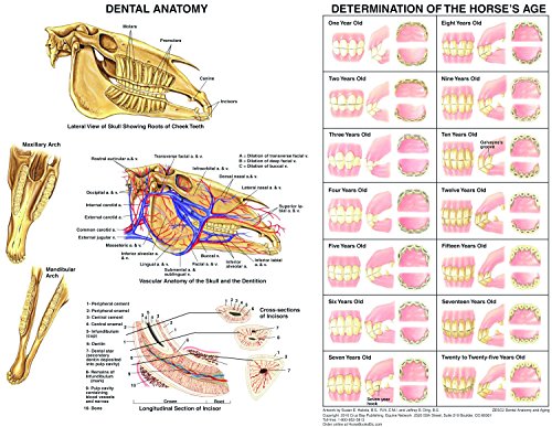 Equine Dental Anatomy Chart Horse