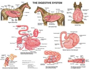 equine digestive anatomy chart horse