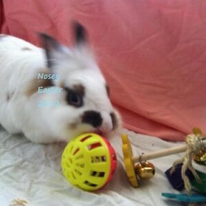 Crazy Jingle Tossing Rabbit Toy