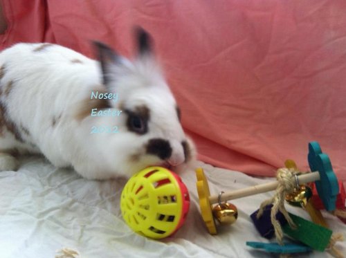 Crazy Jingle Tossing Rabbit Toy