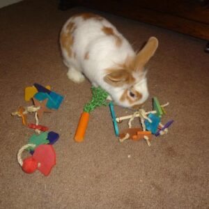 Crazy Jingle Tossing Rabbit Toy