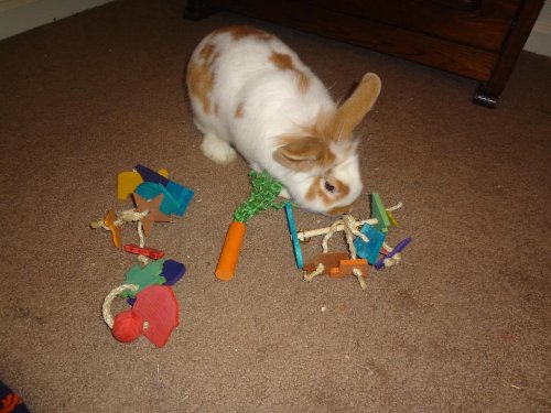 Crazy Jingle Tossing Rabbit Toy