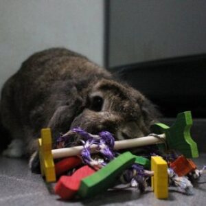 Crazy Jingle Tossing Rabbit Toy