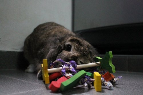 Crazy Jingle Tossing Rabbit Toy