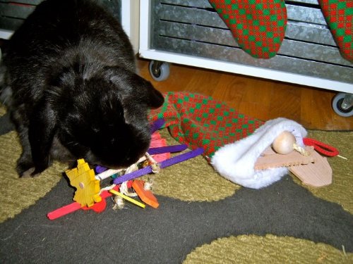 Crazy Jingle Tossing Rabbit Toy