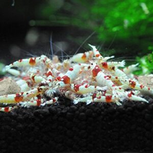 SunGrow Shrimp Rocks, for Crayfish, Hermit Crab, Snails, Crystal Red, Amano and Ghost Shrimps, 2 Ounce