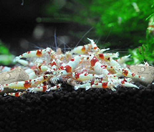 SunGrow Shrimp Rocks, for Crayfish, Hermit Crab, Snails, Crystal Red, Amano and Ghost Shrimps, 2 Ounce