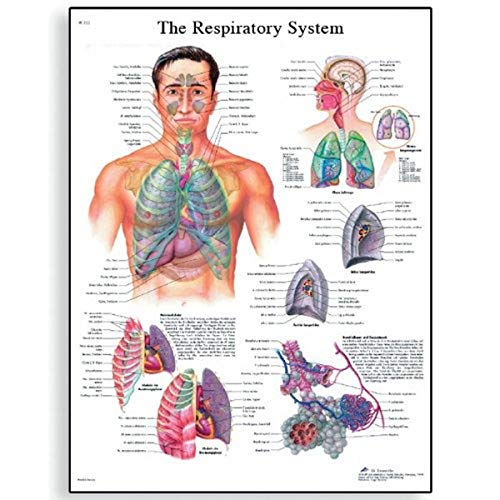 3B Scientific VR1322UU Glossy Paper The Respiratory System Anatomical Chart, Poster Size 20" Width x 26" Height