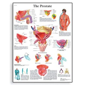 3b scientific vr1528uu glossy paper the prostate gland anatomical chart, poster size 20" width x 26" height