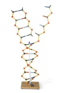 3b scientific w19801 dna rna model, 50cm height