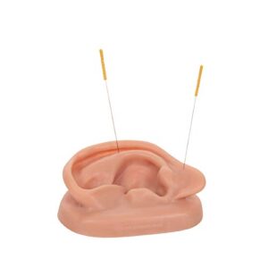 3B Scientific N15 Silicone 2 Acupuncture Ears Model, 3.7" x 2.4" x 1.6"