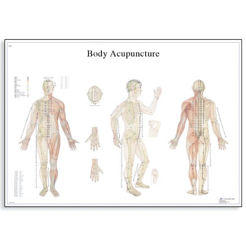 3B Scientific VR1820L Glossy UV Resistant Laminated Paper Body Acupuncture Anatomical Chart, Poster Size 20" Width x 26" Height