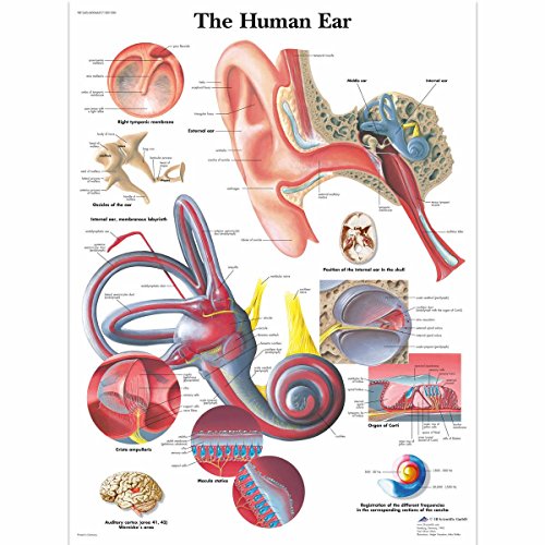 3B Scientific VR1243L Glossy Laminated Paper Human Ear Anatomical Chart, Poster Size 20" Width x 26" Height