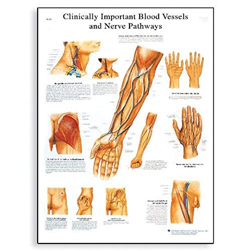 3B Scientific VR1359L Blood Vessels and Nerve Pathways Anatomical Chart on Glossy, Laminated Paper