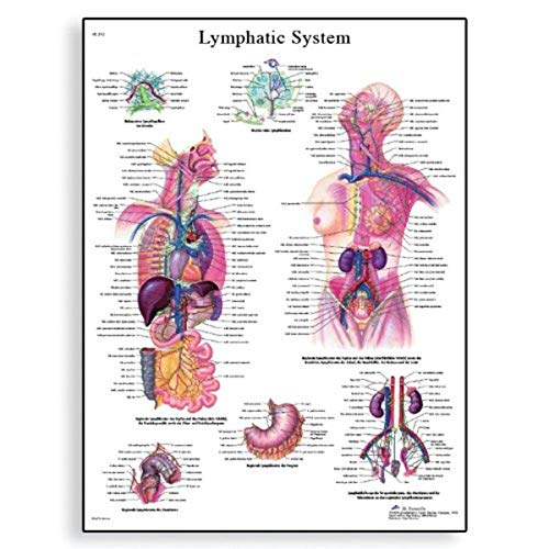 3B Scientific VR1392L Glossy Laminated Paper Lymphatic System Anatomical Chart, Poster Size 20" Width x 26" Height