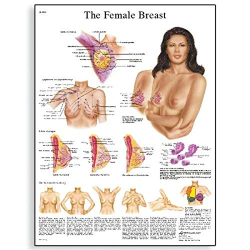 3B Scientific VR1556L Glossy Laminated Paper Female Breast Anatomy, Pathology and Self-Examination Chart, Poster Size 20" Width x 26" Height