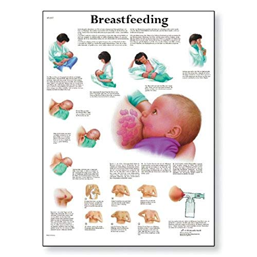 3B Scientific VR1557L Glossy Laminated Paper Breastfeeding Anatomical Chart, Poster Size 20" Width x 26" Height