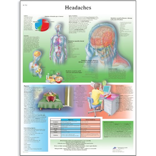 3B Scientific VR1714L Glossy UV Resistant Laminated Paper Headaches Anatomical Chart, Poster Size 20" Width x 26" Height,Yellow