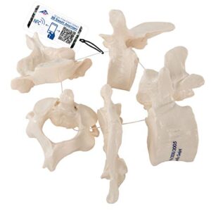 3b scientific a75/1 5 vertebrae - 3b smart anatomy