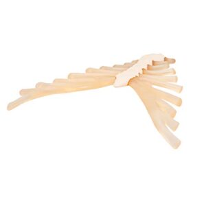 3B Scientific A69 Sternum w/ Rib Cartilage - 3B Smart Anatomy