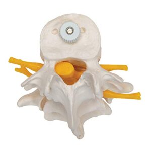 3B Scientific A76/8 3 Lumbar Vertebrae flexibly mounted - 3B Smart Anatomy