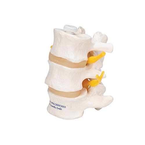 3B Scientific A76/8 3 Lumbar Vertebrae flexibly mounted - 3B Smart Anatomy