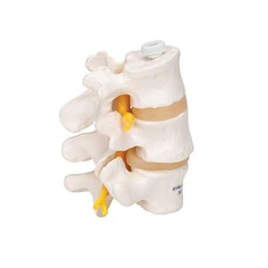 3B Scientific A76/8 3 Lumbar Vertebrae flexibly mounted - 3B Smart Anatomy