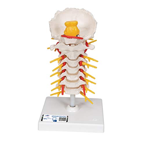 3B Scientific A72 Cervical Spinal Column - 3B Smart Anatomy