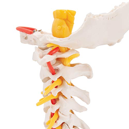 3B Scientific A72 Cervical Spinal Column - 3B Smart Anatomy