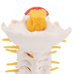 3B Scientific A72 Cervical Spinal Column - 3B Smart Anatomy