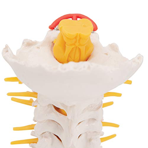 3B Scientific A72 Cervical Spinal Column - 3B Smart Anatomy