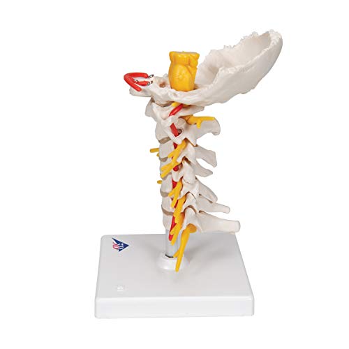 3B Scientific A72 Cervical Spinal Column - 3B Smart Anatomy