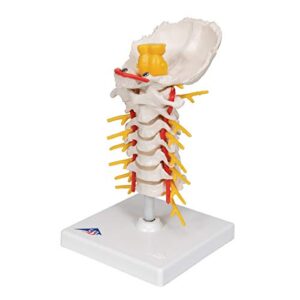 3B Scientific A72 Cervical Spinal Column - 3B Smart Anatomy