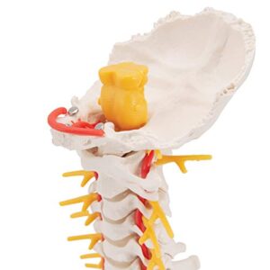 3B Scientific A72 Cervical Spinal Column - 3B Smart Anatomy