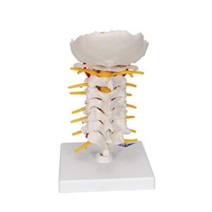 3B Scientific A72 Cervical Spinal Column - 3B Smart Anatomy