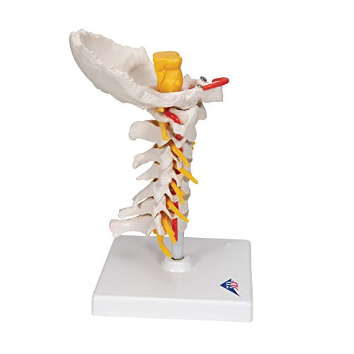 3B Scientific A72 Cervical Spinal Column - 3B Smart Anatomy