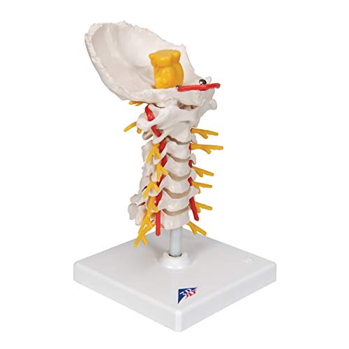 3B Scientific A72 Cervical Spinal Column - 3B Smart Anatomy