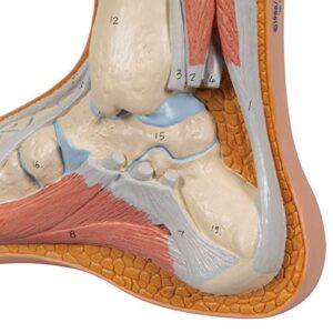 3B Scientific M30 Normal Foot - 3B Smart Anatomy