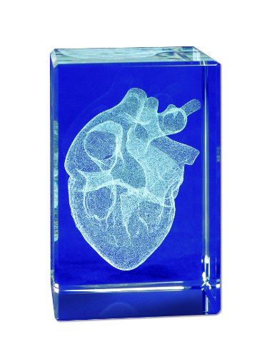 3B Scientific MAG13G Medart Glass Block Heart Model, 2" Length x 2" Width x 3.1" Height