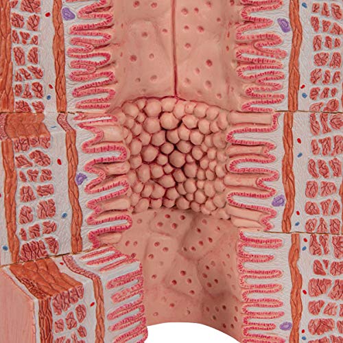 3B Scientific K23 3B MICROanatomy Digestive Tract - 3B Smart Anatomy