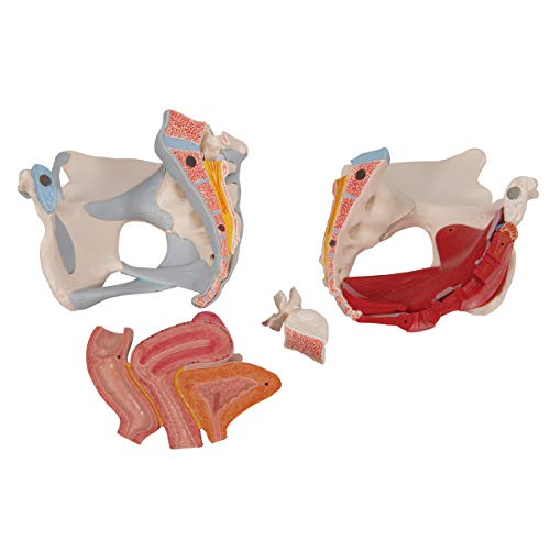 3B Scientific H20/3 Female Pelvis w/ Ligaments 4 Part - 3B Smart Anatomy