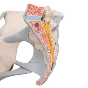 3B Scientific H20/3 Female Pelvis w/ Ligaments 4 Part - 3B Smart Anatomy