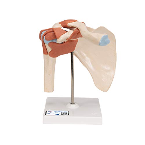 3B Scientific A80/1 Deluxe Functional Shoulder Joint - 3B Smart Anatomy